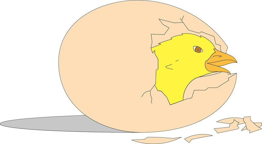 100+ Free Hatching Chicks & Chick Images - Pixabay