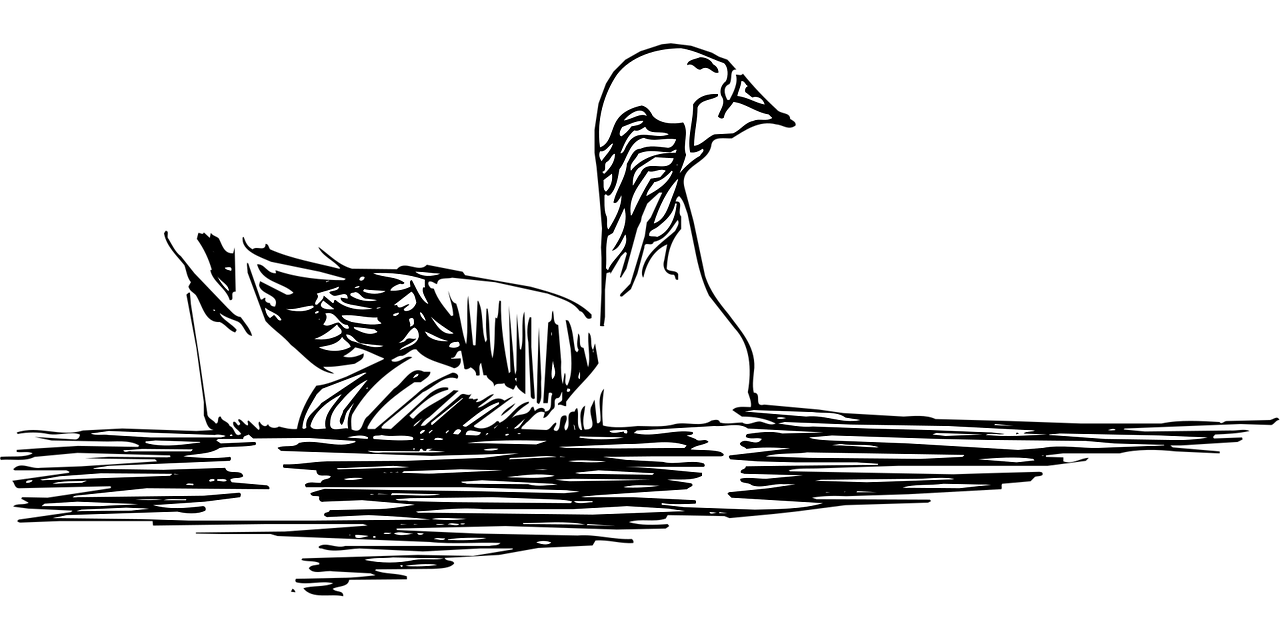 Download Water, Sketch, Bird. Royalty-Free Vector Graphic - Pixabay