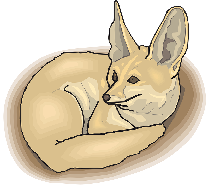 Desert Kit Fox Drawing