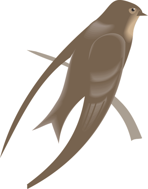 Download Martin, Bird, Branch. Royalty-Free Vector Graphic - Pixabay