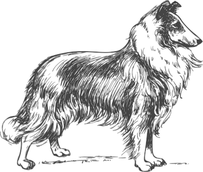 20+ Free Collie & Dog Vectors - Pixabay