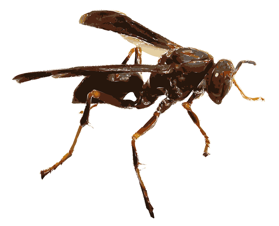 Download Wasp, Close, Wings. Royalty-Free Vector Graphic - Pixabay