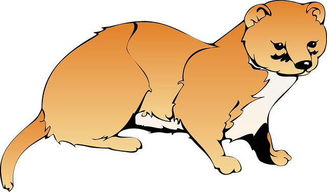 Plus de 100 images de Belette et de Animal - Pixabay