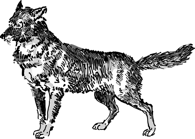Explore 67+ Free Jackal Illustrations: Download Now - Pixabay