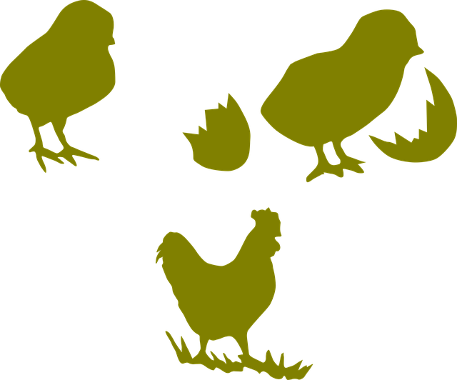 Page 3 - Over 400 Free Chicken Vectors - Pixabay