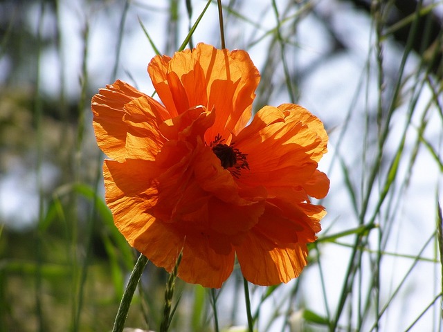 Poppy Summer Flower - Free photo on Pixabay