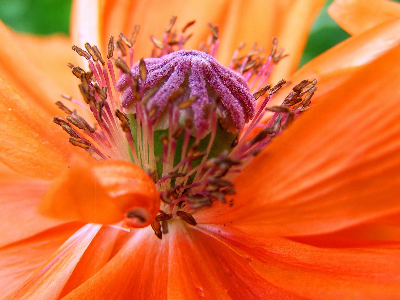 500+ Free Orange Poppy & Poppy Images - Pixabay