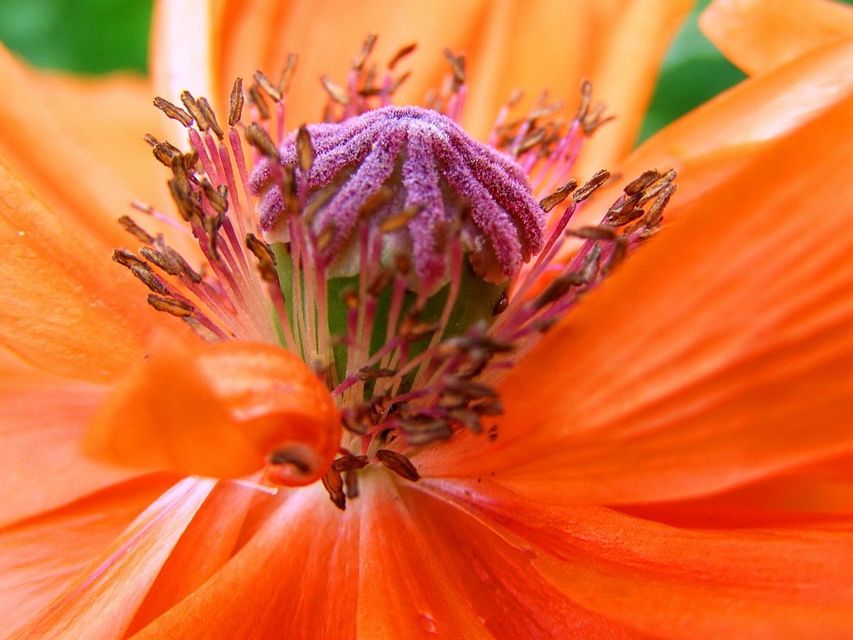 Poppy Middle Summer - Free photo on Pixabay
