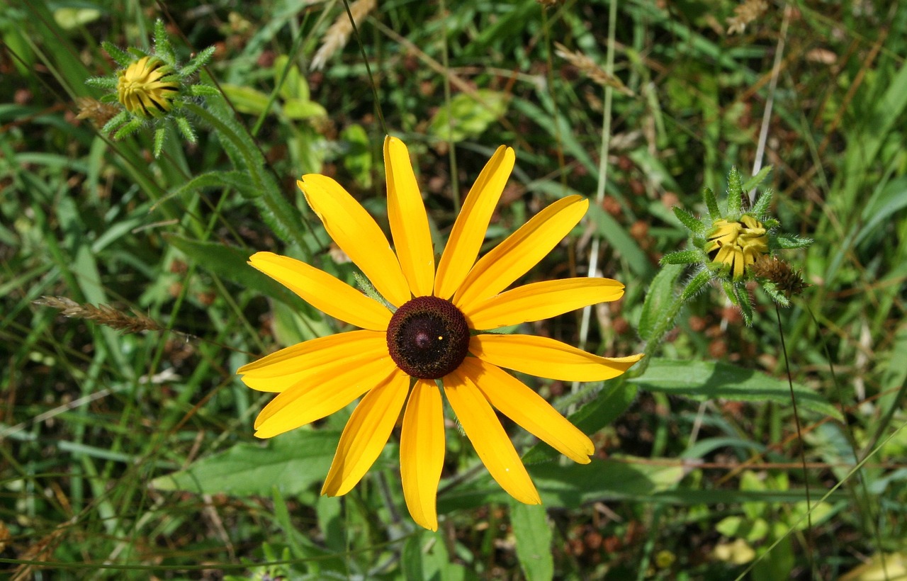 Black Eyed Susan Yellow Daisy - Free photo on Pixabay - Pixabay