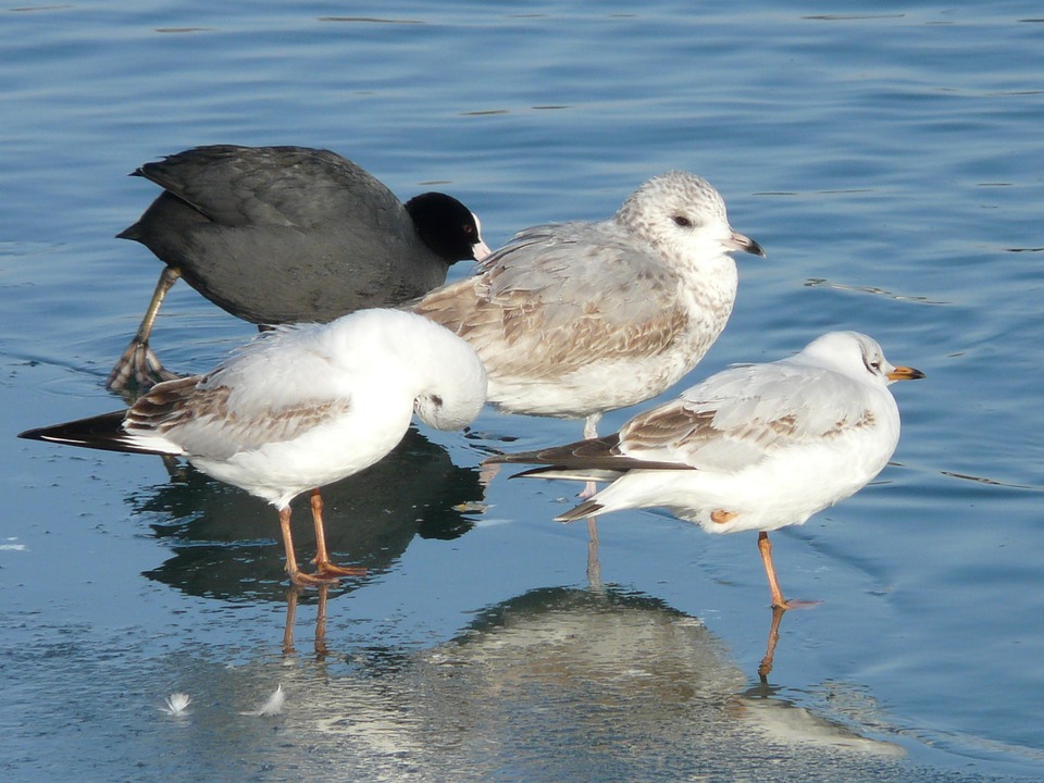 Seagulls Bird Animal - Free photo on Pixabay