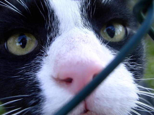 Cat Face Eyes - Free photo on Pixabay - Pixabay