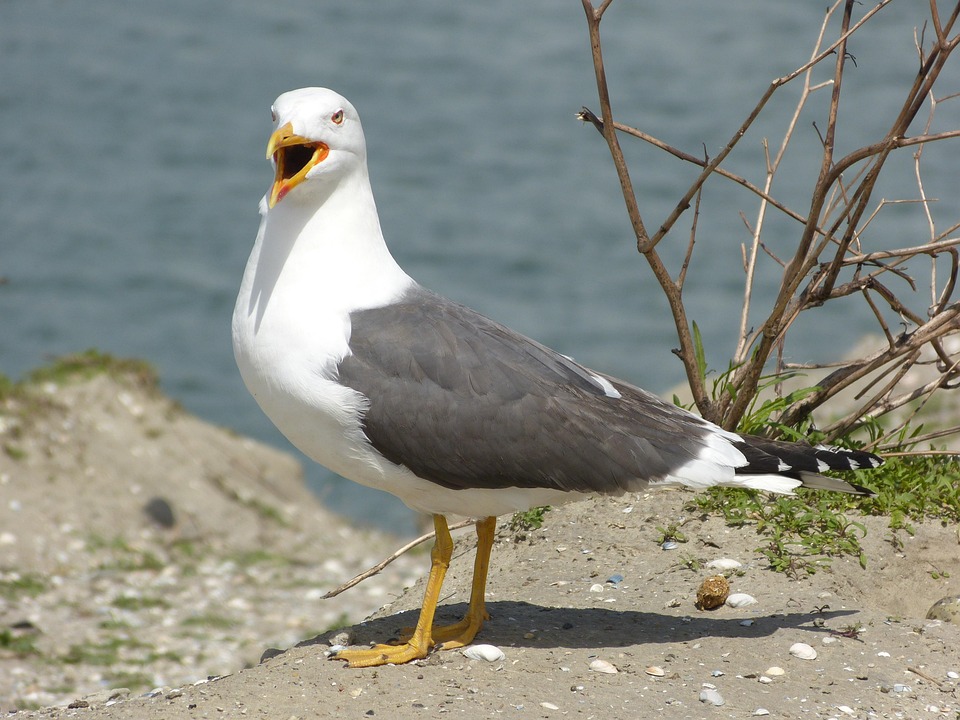 Gull Bird Animals - Free photo on Pixabay