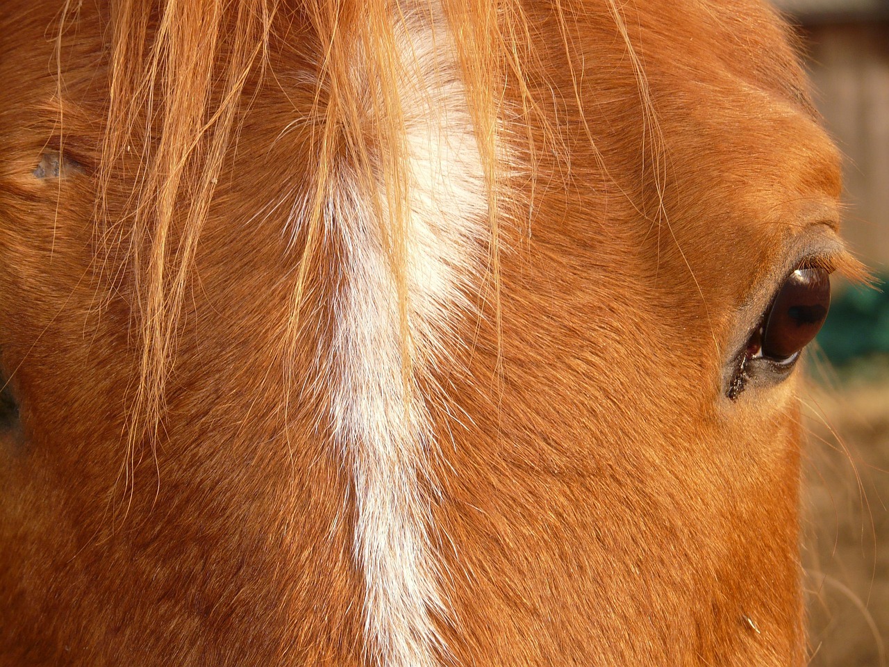Tête De Cheval Les Yeux - Photo gratuite sur Pixabay - Pixabay