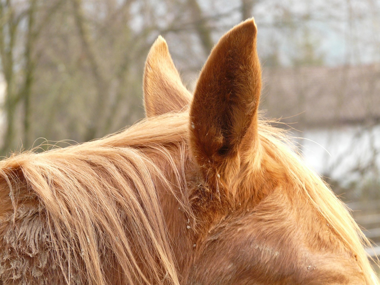 Paarden Oren