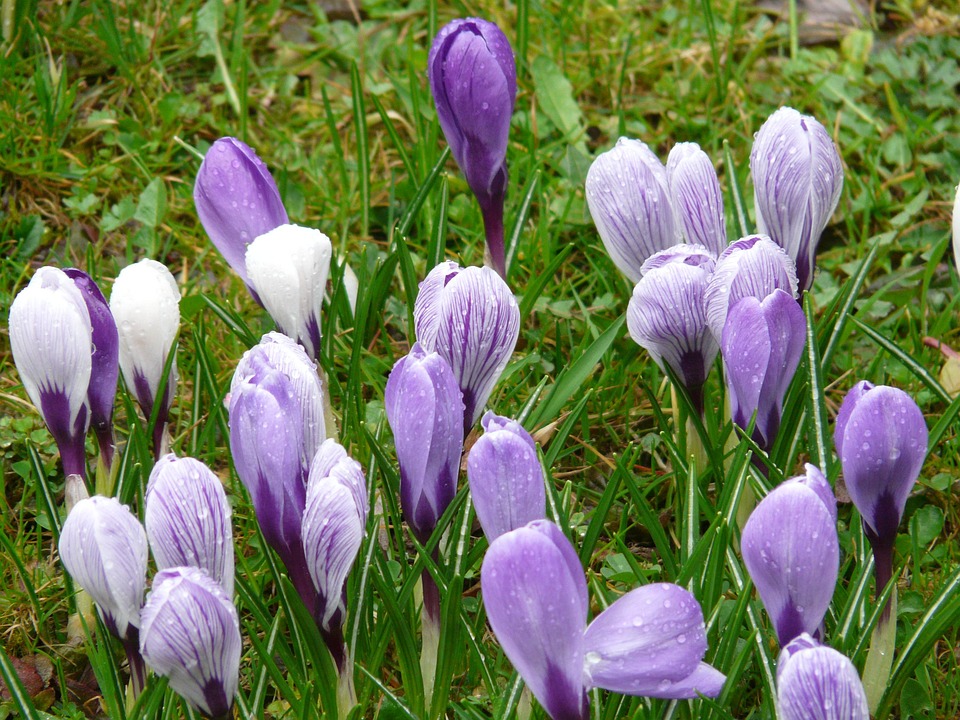 Crocus Sword Lily Family Flower - Free photo on Pixabay - Pixabay