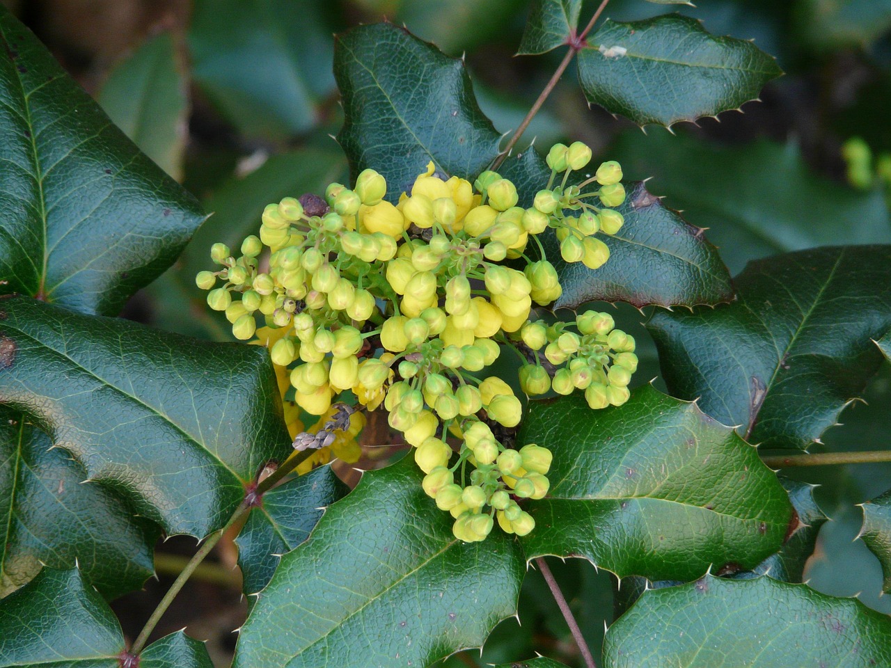 Gewöhnliche Mahonie - Kostenloses Foto auf Pixabay