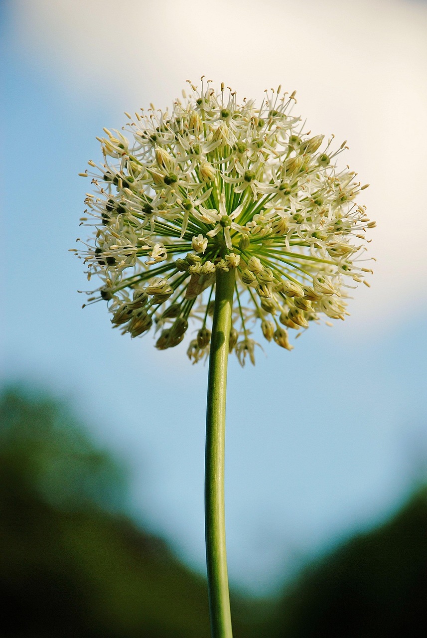 Floral Planta Natural - Foto gratuita no Pixabay - Pixabay