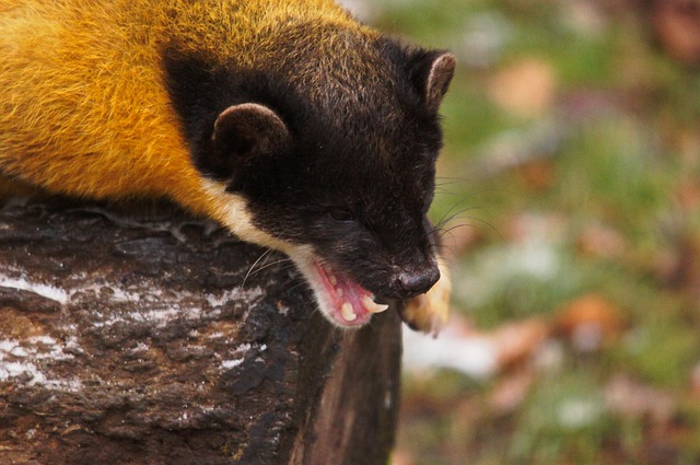 Colored Marten Animals - Free photo on Pixabay