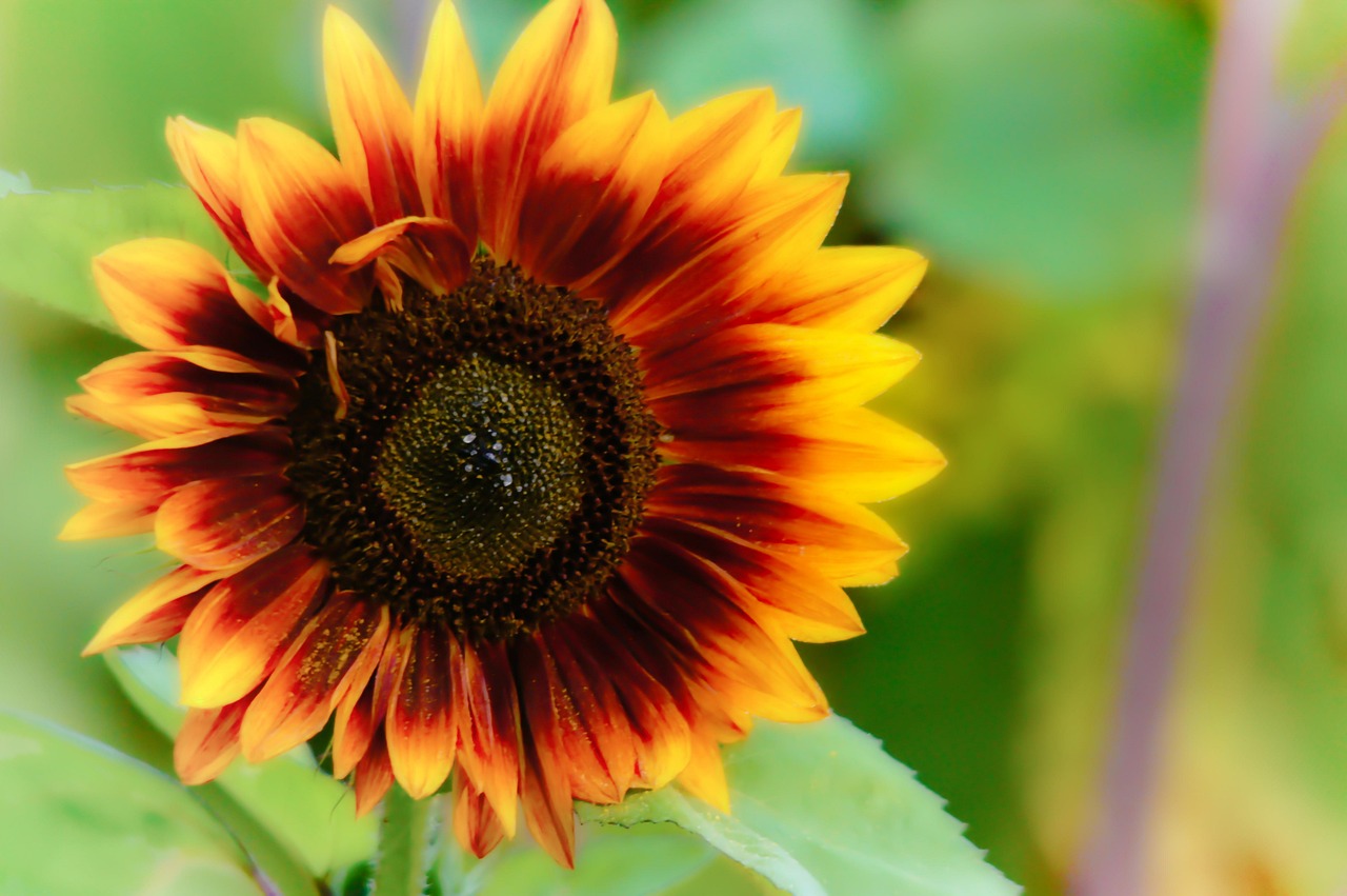 Sunflower Flora - Free photo on Pixabay - Pixabay