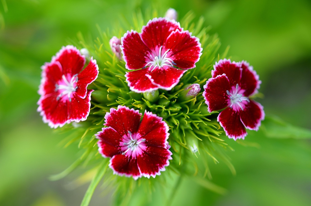 Floral Plants Natural - Free photo on Pixabay