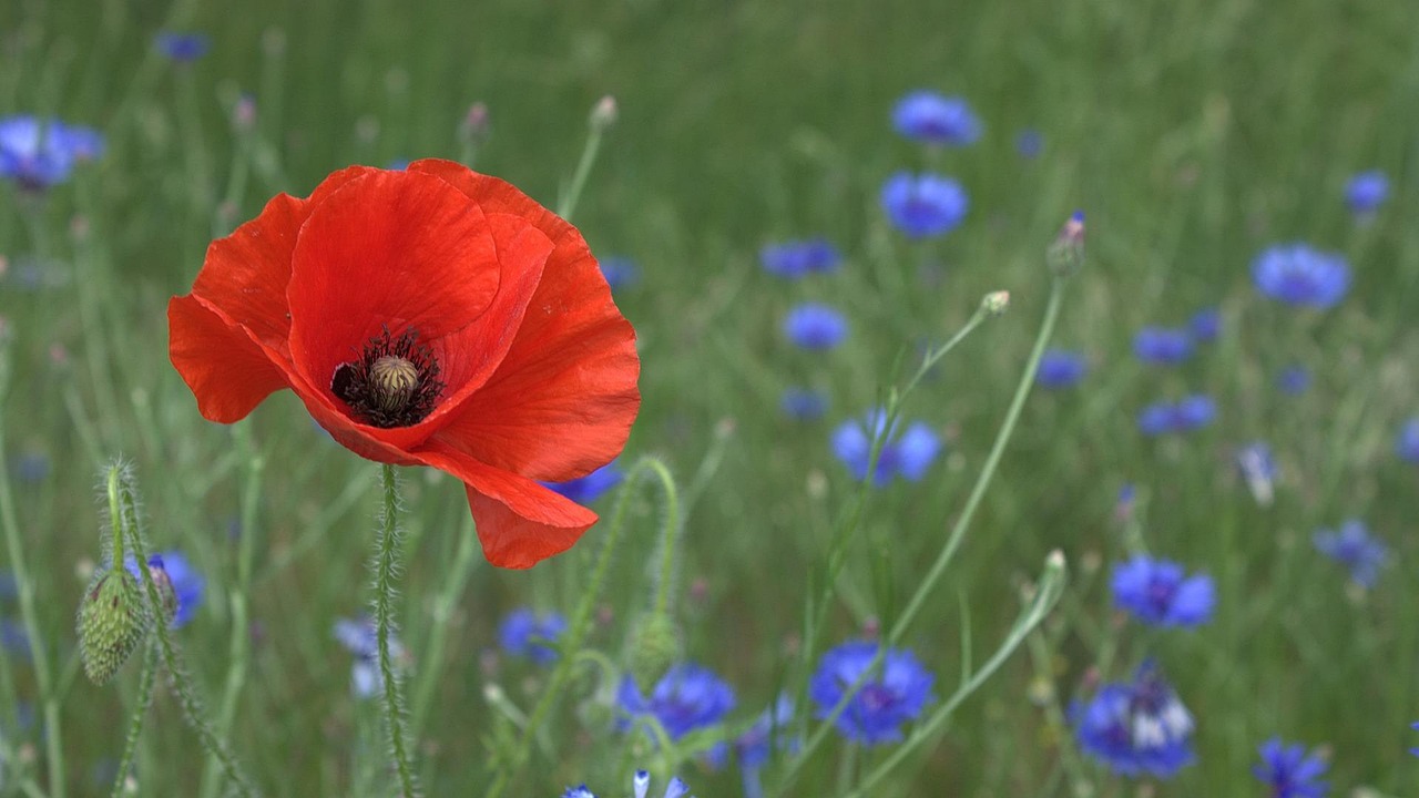 10,000+ Free Poppies & Poppy Photos - Pixabay