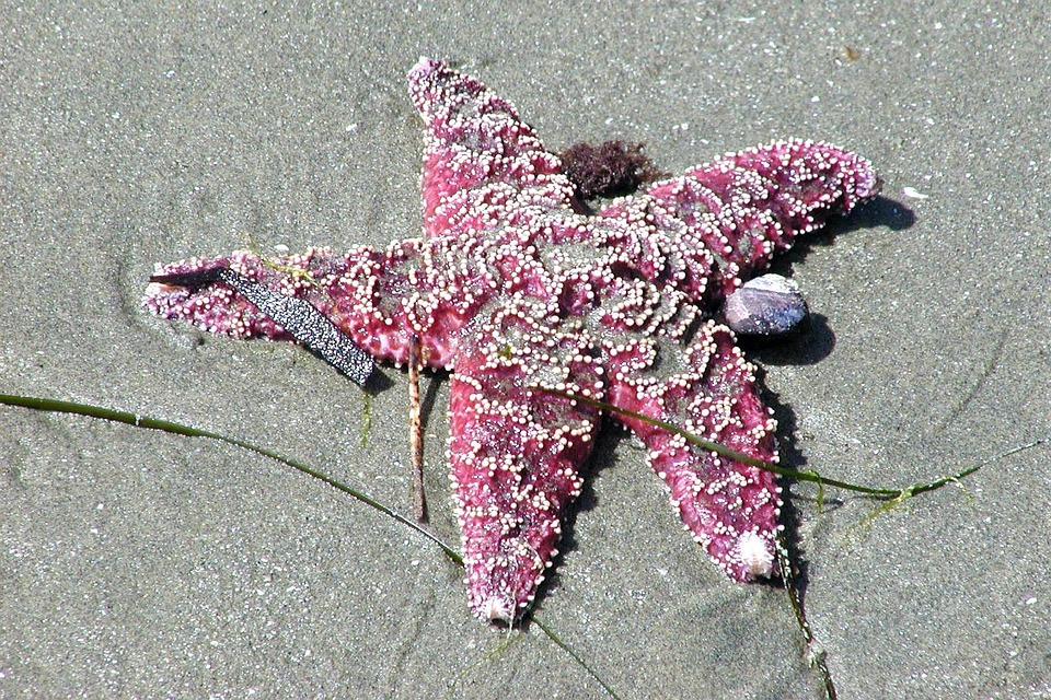 Sea Star Beach Animal - Free photo on Pixabay