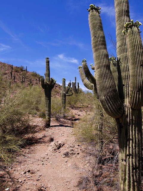 Desert Cactus Landscape - Free photo on Pixabay - Pixabay