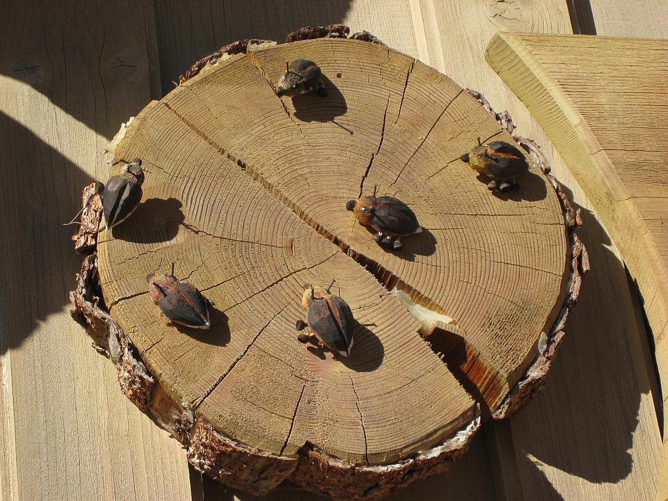 Wood Beetle Deco House - Free photo on Pixabay