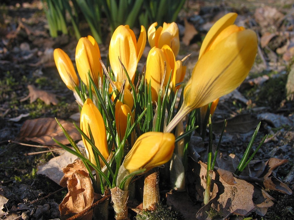 Crocus Yellow Flower - Free photo on Pixabay - Pixabay