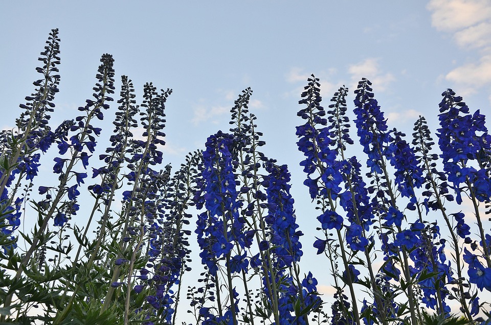 Lupinien Nature Plant - Free photo on Pixabay - Pixabay