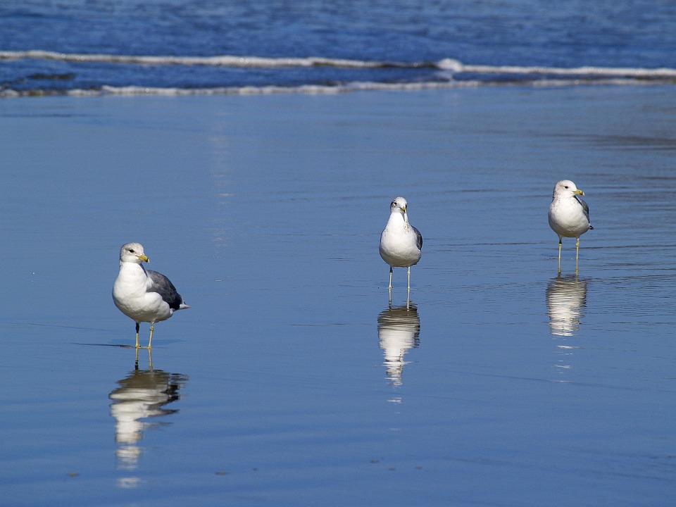 Seagulls Beach Water Free Photo On Pixabay