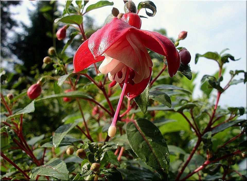 Fuchsia Close Up Balcony Plant - Free photo on Pixabay - Pixabay