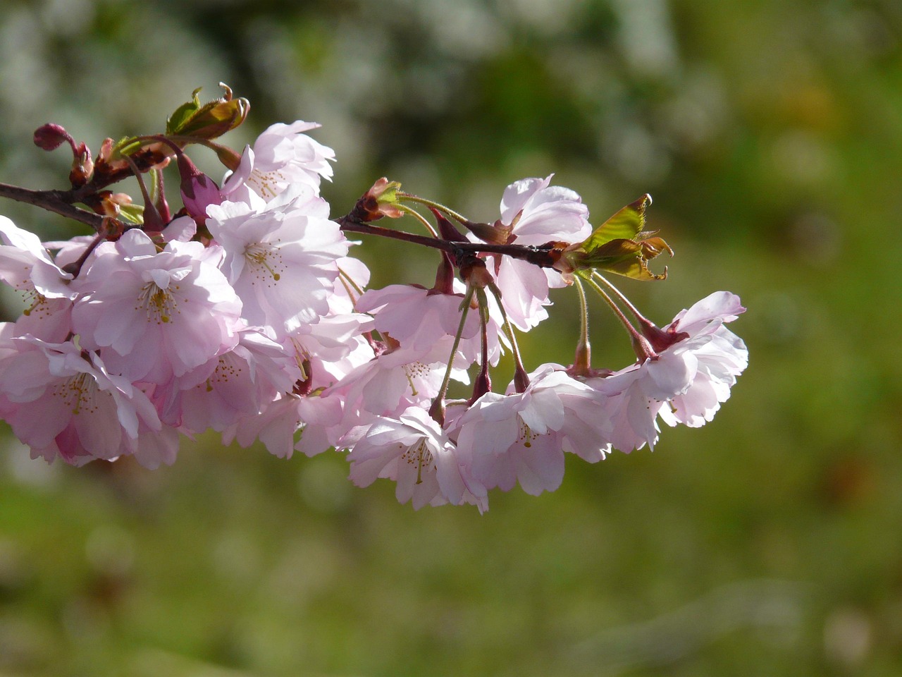 Cereza Ornamental Flores Rosado - Foto gratis en Pixabay
