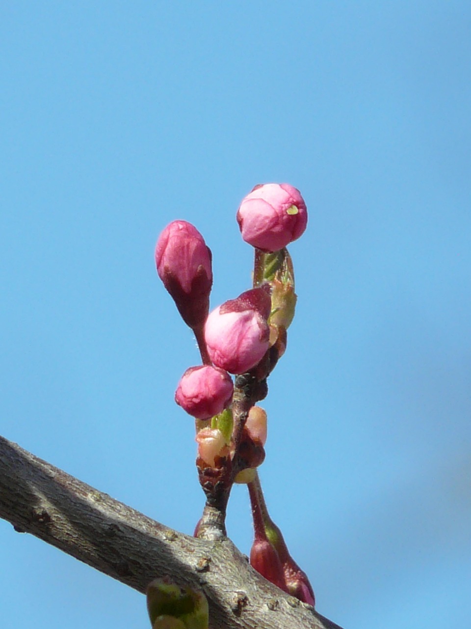 Ornamental Cherry Bud Blossoms - Free photo on Pixabay