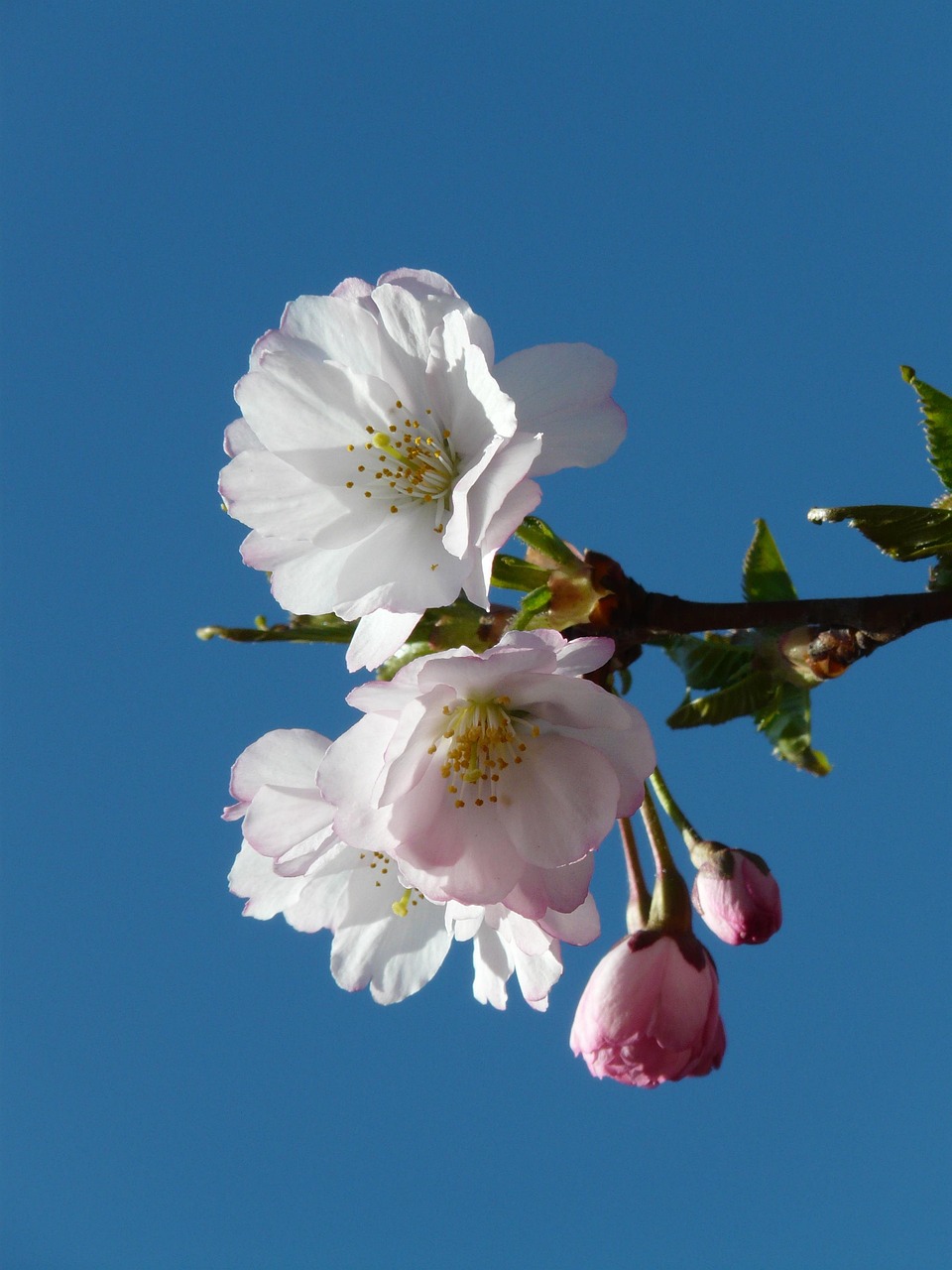Ornamental Cherry Bud Blossoms - Free photo on Pixabay - Pixabay