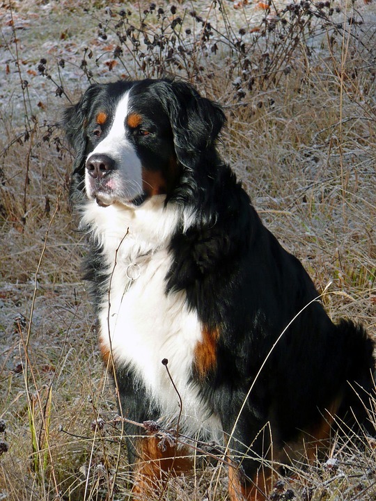 Cachorro Da Montanha Bernese - Foto gratuita no Pixabay