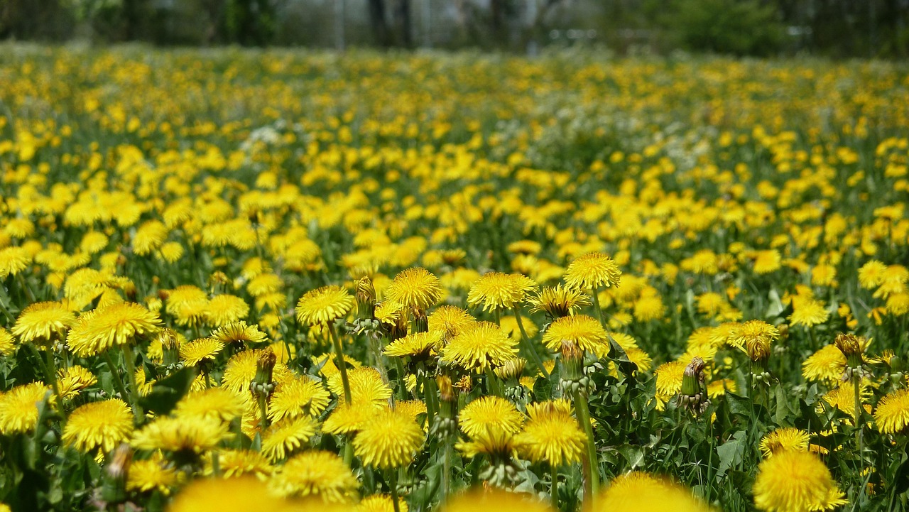 Primavera Flores Amarillo - Foto gratis en Pixabay - Pixabay