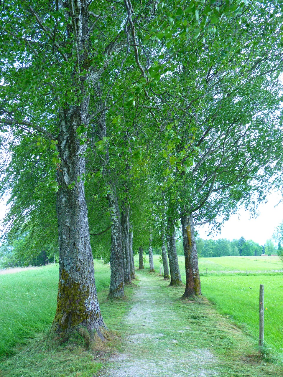 Pohon Jalan - Foto gratis di Pixabay - Pixabay