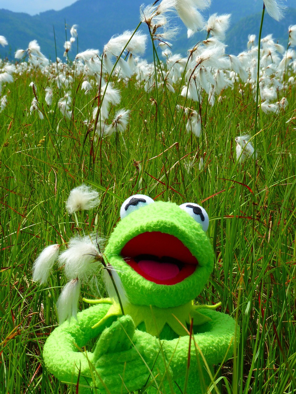 500+ Free Kermit & Frog Images - Pixabay