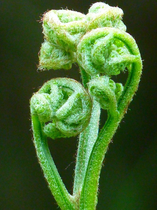 Fern Fronds Roll Out - Free photo on Pixabay