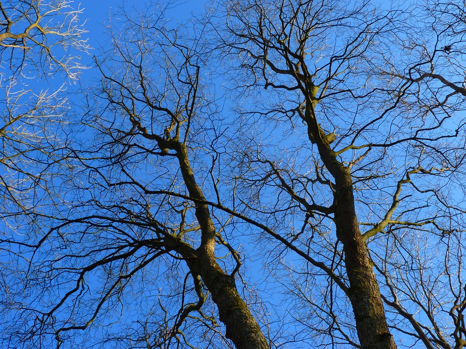 Tree Trees Bald - Free photo on Pixabay - Pixabay