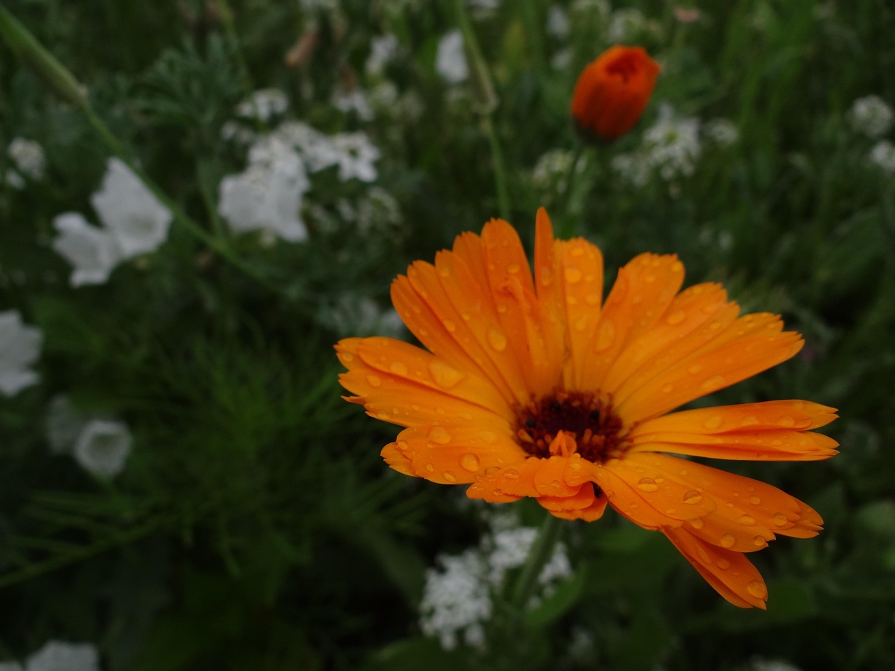 Prado Flor Primavera - Foto gratuita no Pixabay - Pixabay