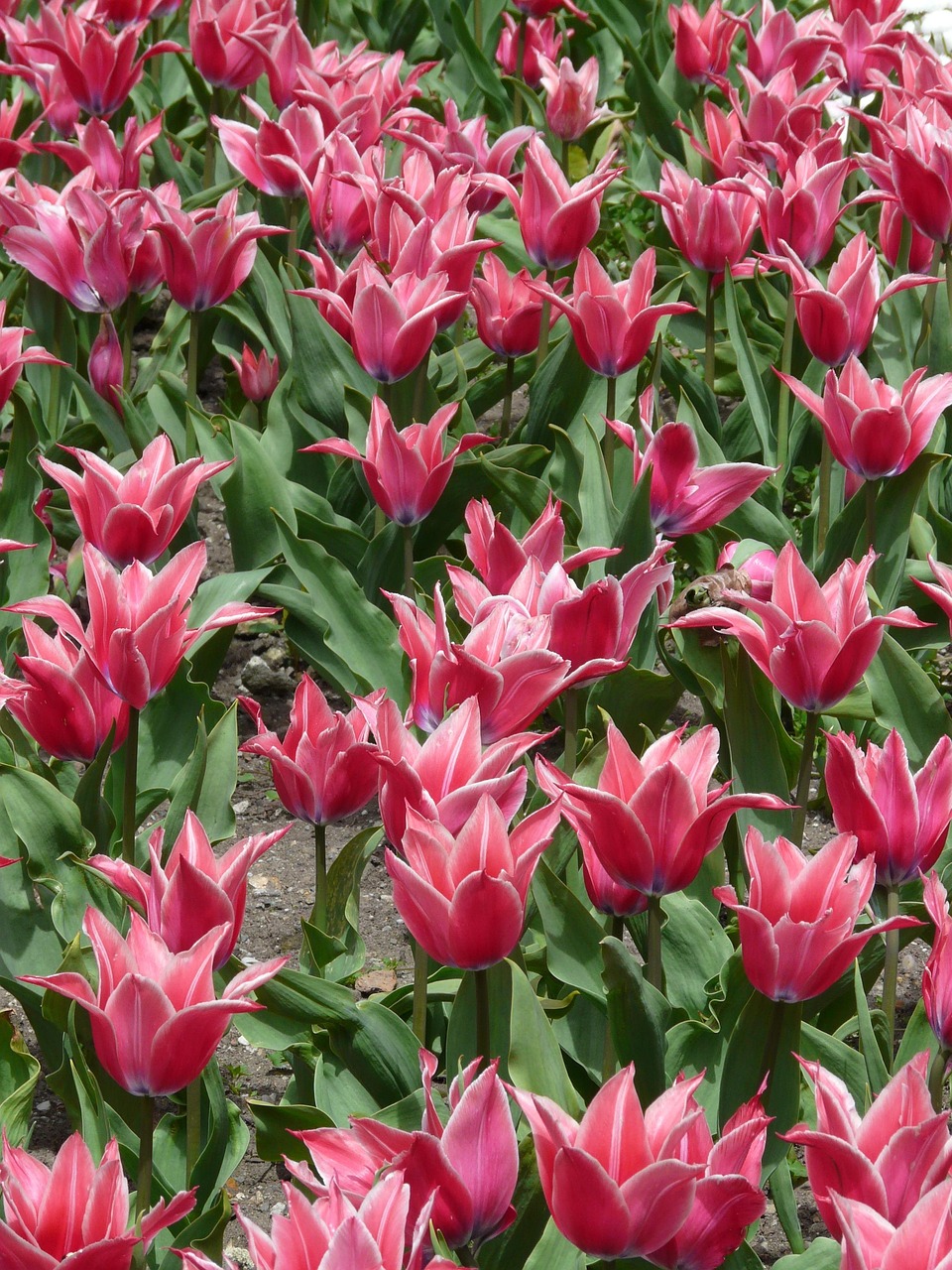 Bunga Tulip Warna-Warni - Foto gratis di Pixabay