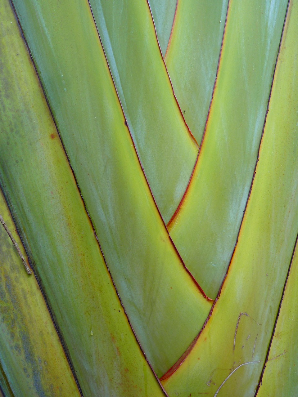 Fan Palm Tree Plant - Free photo on Pixabay - Pixabay