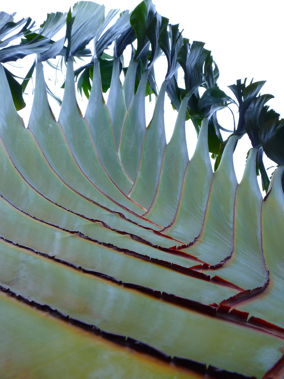 Palm Tree Fan Plant - Free photo on Pixabay