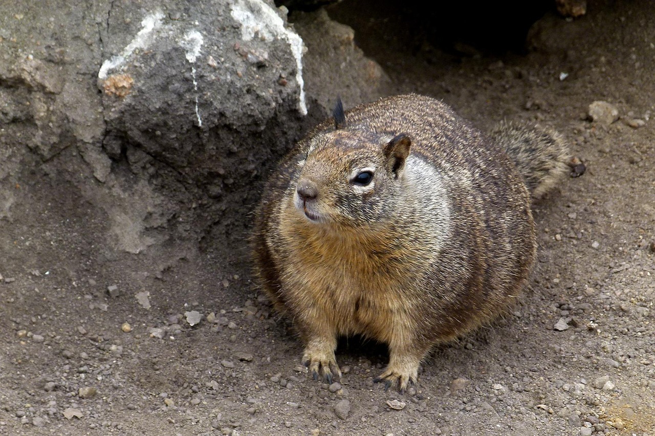 Marmota Animal Rocas - Foto gratis en Pixabay - Pixabay