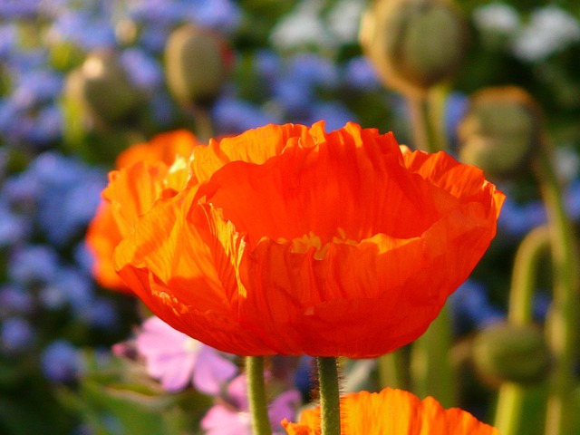 Opium Poppy Jagung Tanaman Obat - Foto gratis di Pixabay - Pixabay