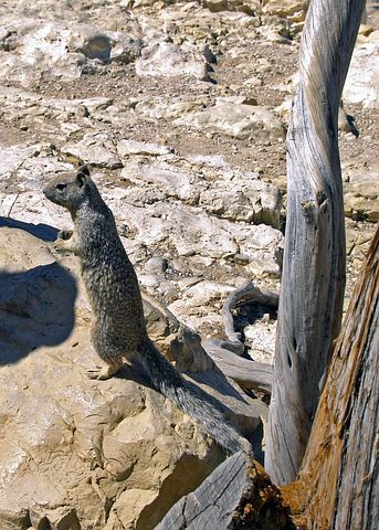 200+ Free Gopher & Gophers Photos - Pixabay