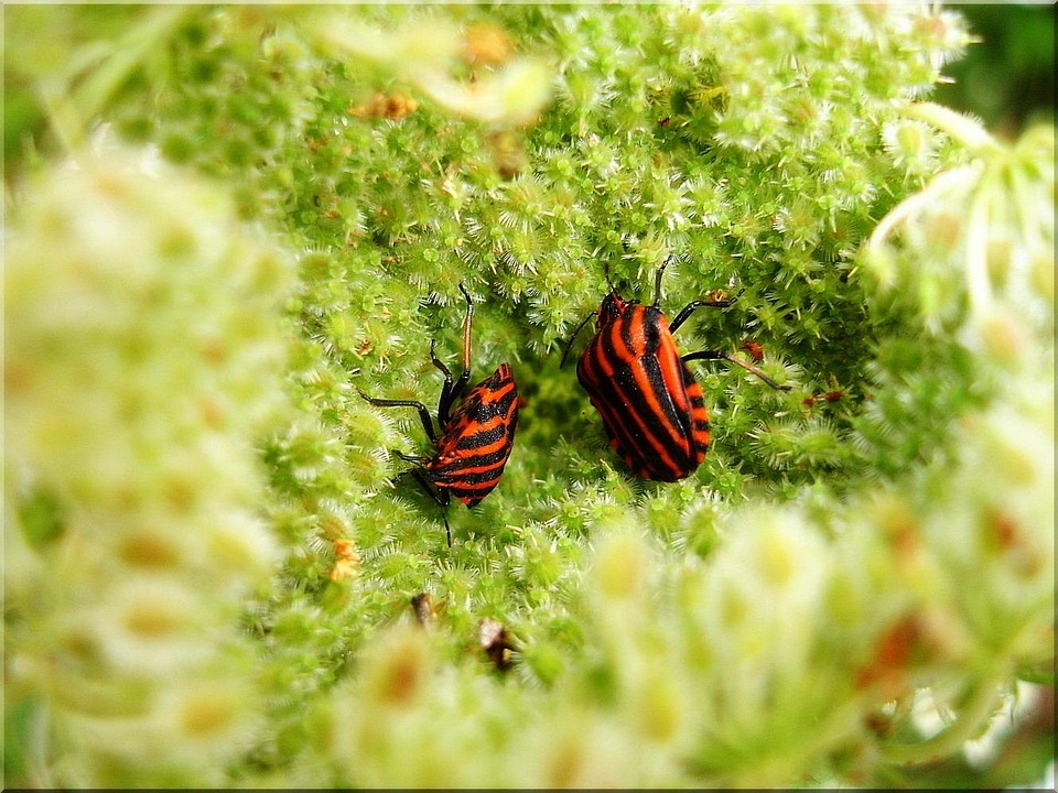 Meadow Bug Wild - Free photo on Pixabay - Pixabay
