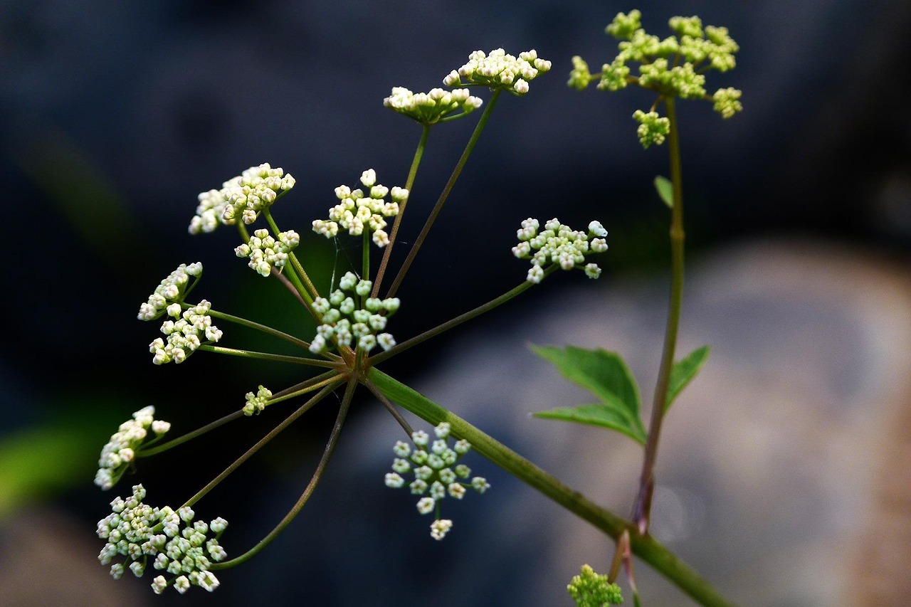 Wild Flower Plant White - Free photo on Pixabay - Pixabay
